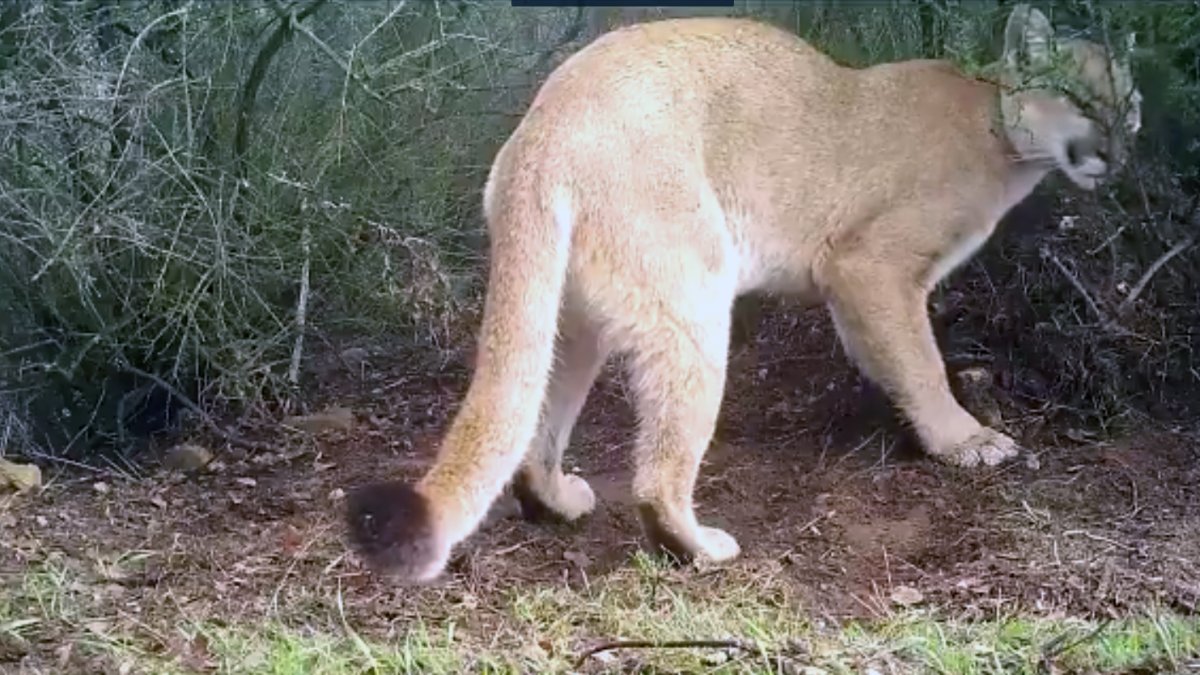 Puma muere de sarna en montañas de Santa Mónica – Telemundo 52