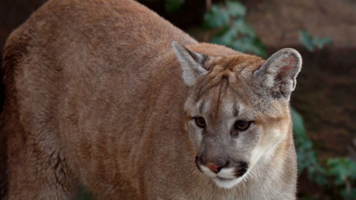 Niño atacado por puma en Malibu State Creek Park – Telemundo 52