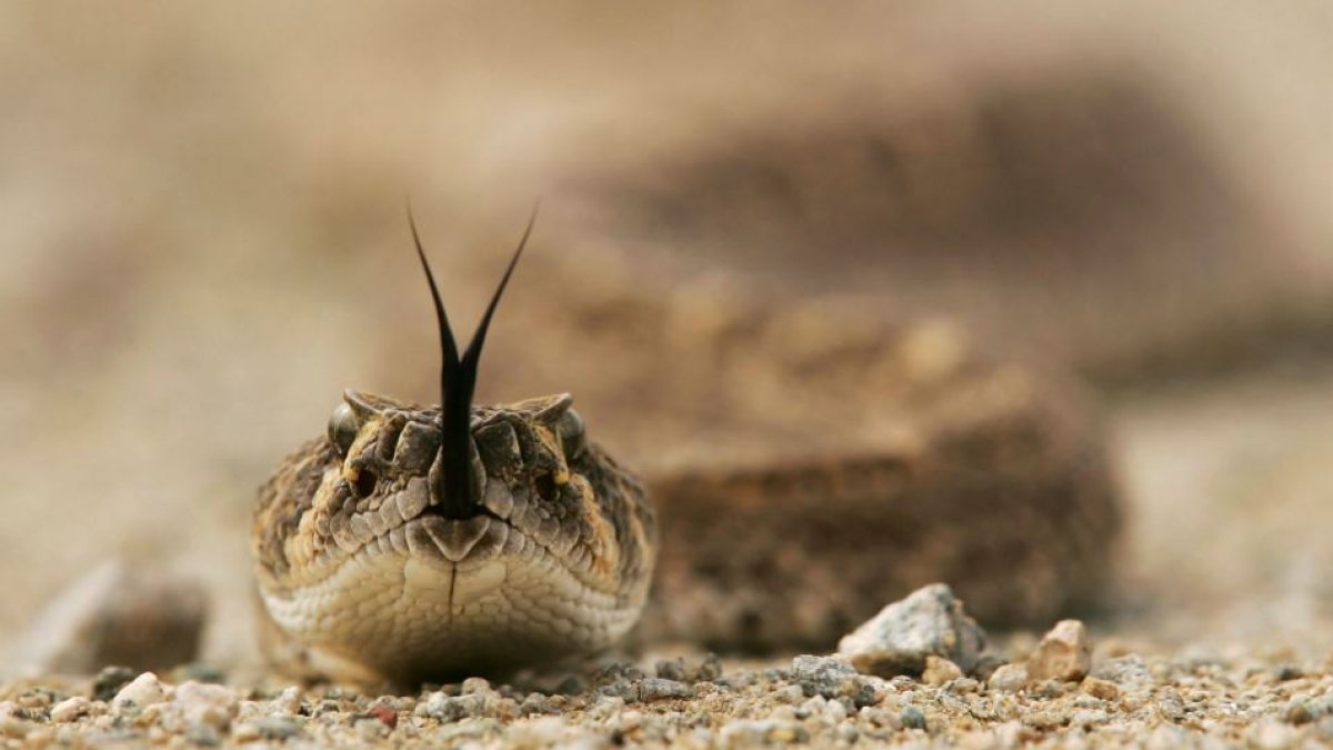 Muere hombre de Costa Mesa tras mordida de serpiente de cascabel ...