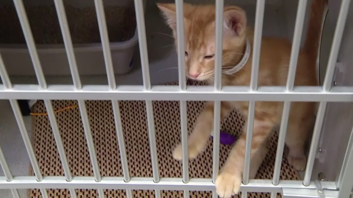 Cómo adoptar una mascota en la ciudad de Los Ángeles – Telemundo 52