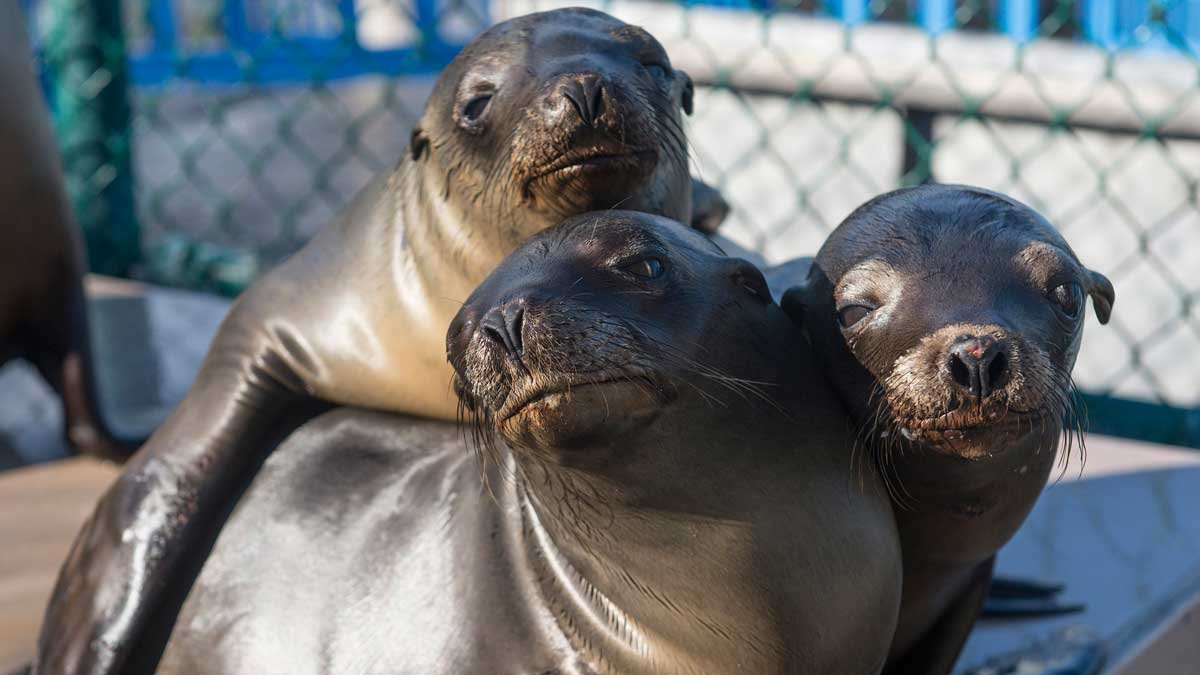 Aumento de focas y delfines enfermos en las playas de Los Ángeles ...