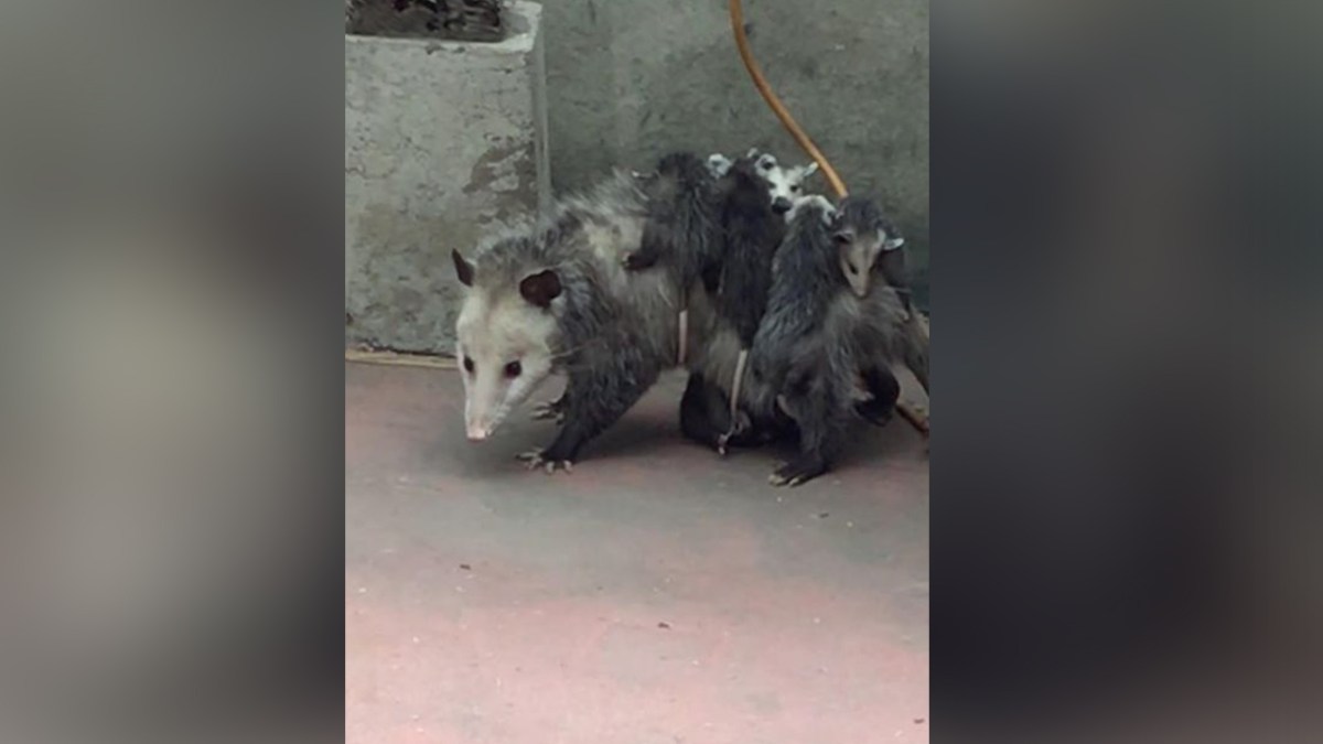 Mamá zarigüeya y sus bebés se pasean por una casa en Alhambra ...