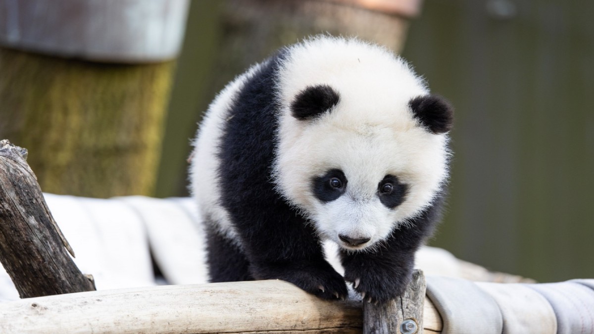 Dónde ver pandas en Estados Unidos y el mundo – Telemundo 52
