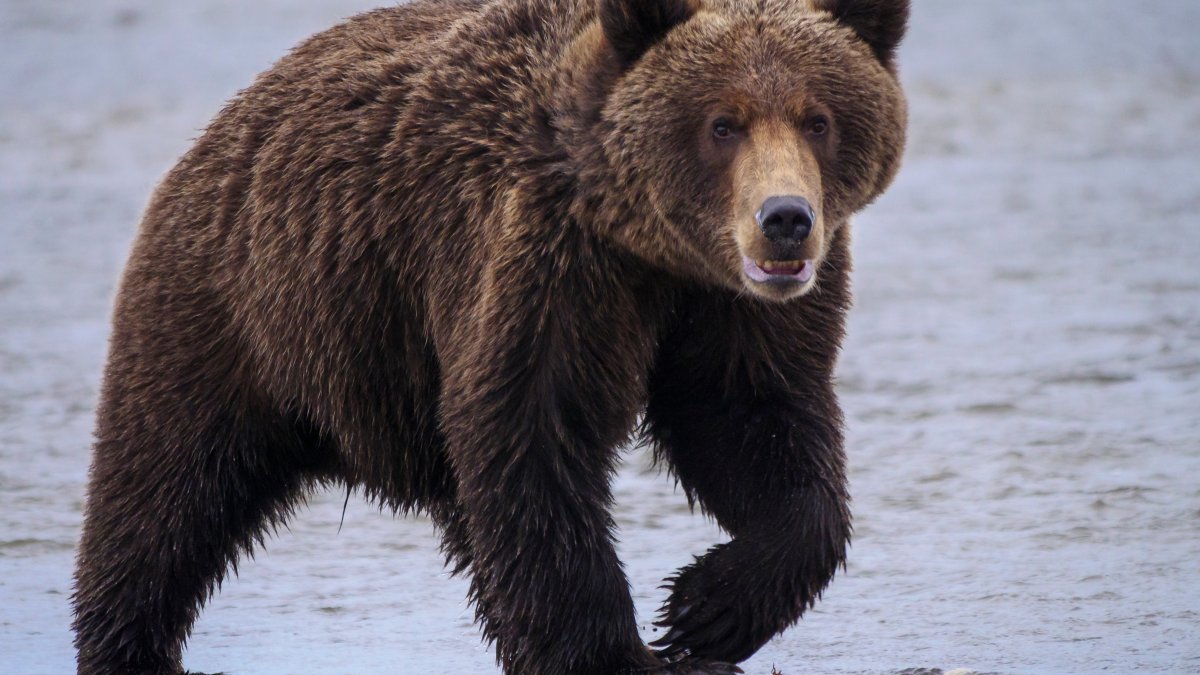 Sur de California: atropellan mortalmente a oso – Telemundo 52