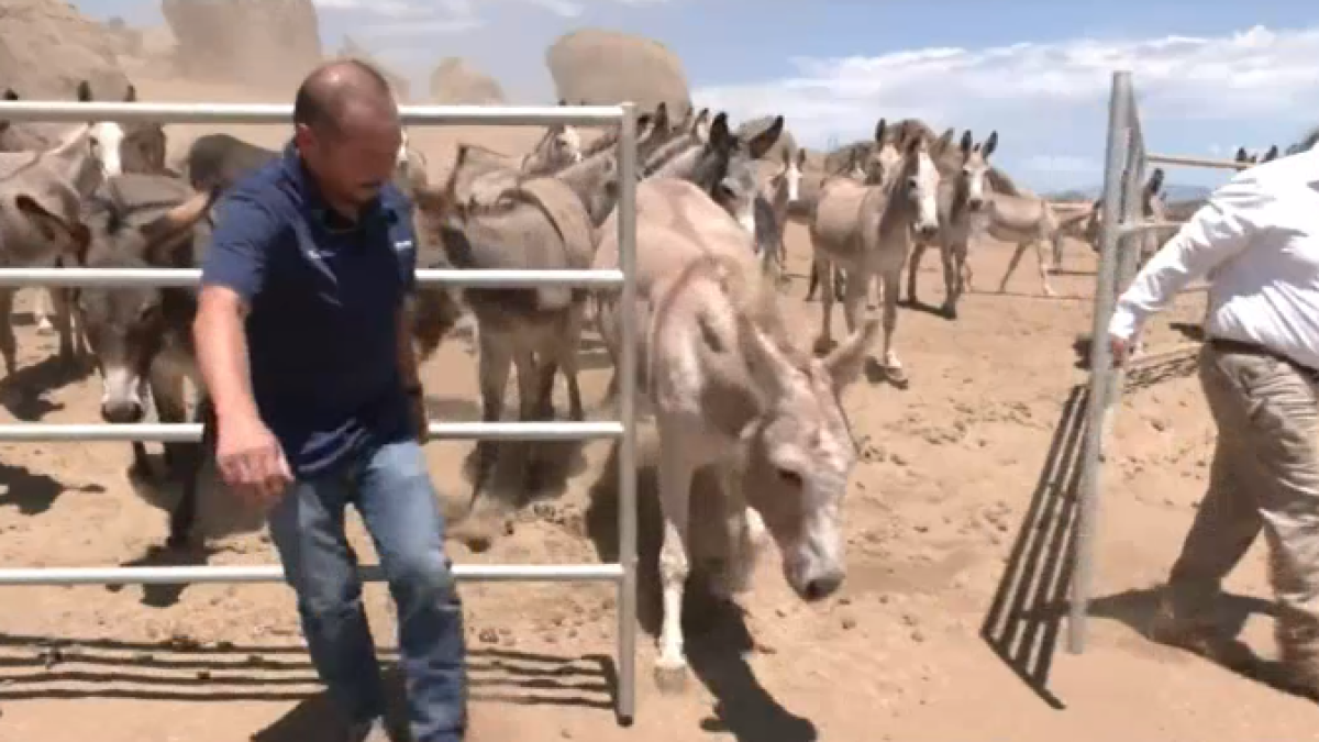 Donkeyland, abren santuario de burros en Inland Empire – Telemundo 52