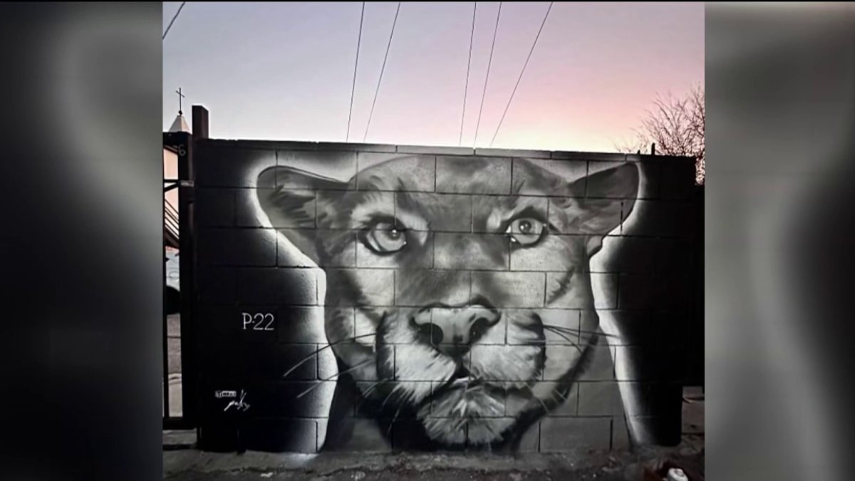 Artista rinde homenaje a puma P-22 con mural – Telemundo 52