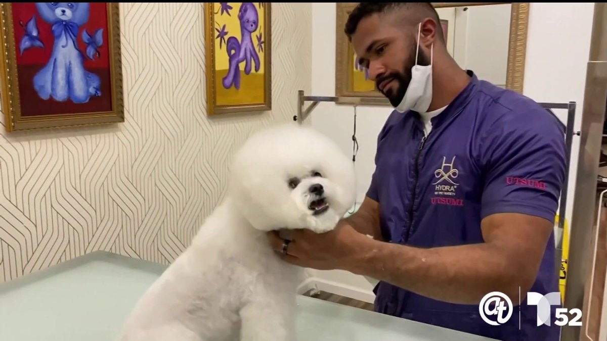 Gabriel Feitosa se dedica a cambiar la vida de miles de mascotas ...