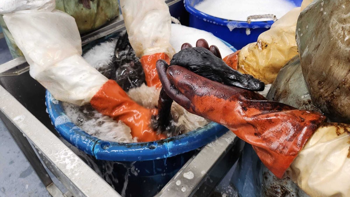 Gansos canadienses se queman al caer lago de La Brea Tar Pits ...