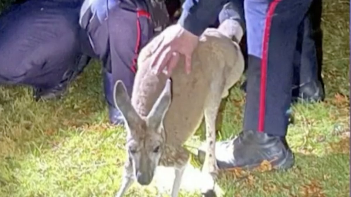 Atrapan a canguro fugitivo que le dio puñetazo a oficial – Telemundo 52