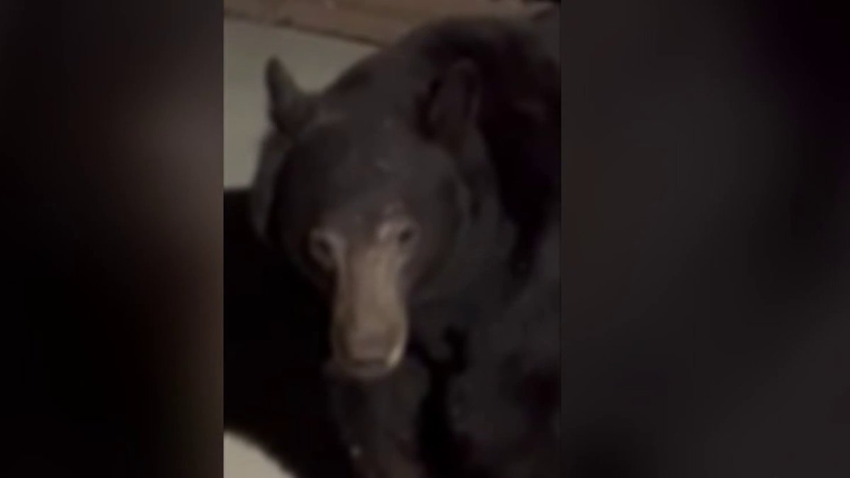 Oso se instala en el sótano de una casa en Monrovia – Telemundo 52