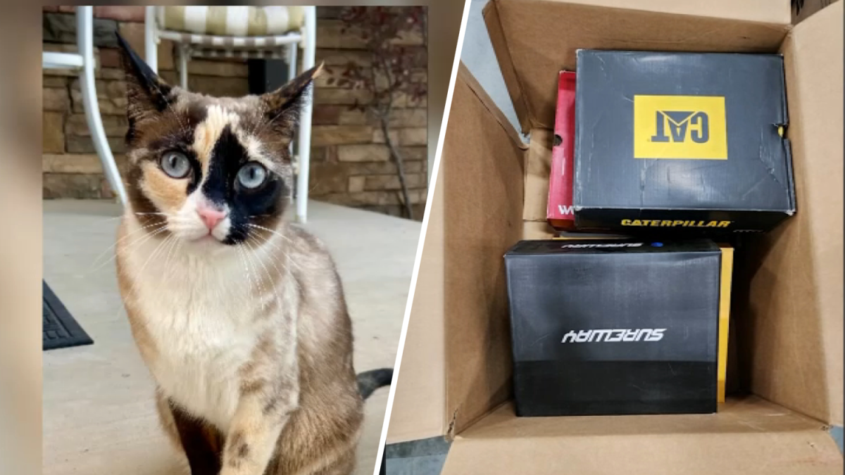 De Utah a California: envían a gata por error en paquete de Amazon ...
