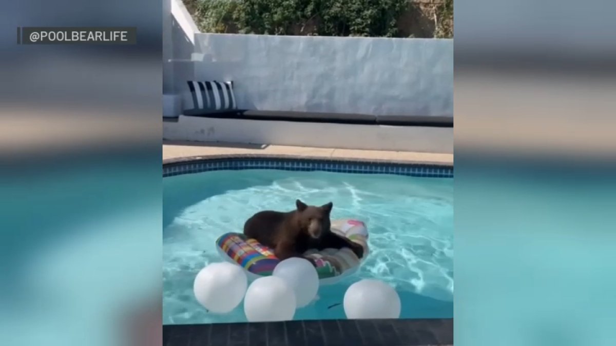 California: captan a oso en piscina sobre un flotador – Telemundo 52