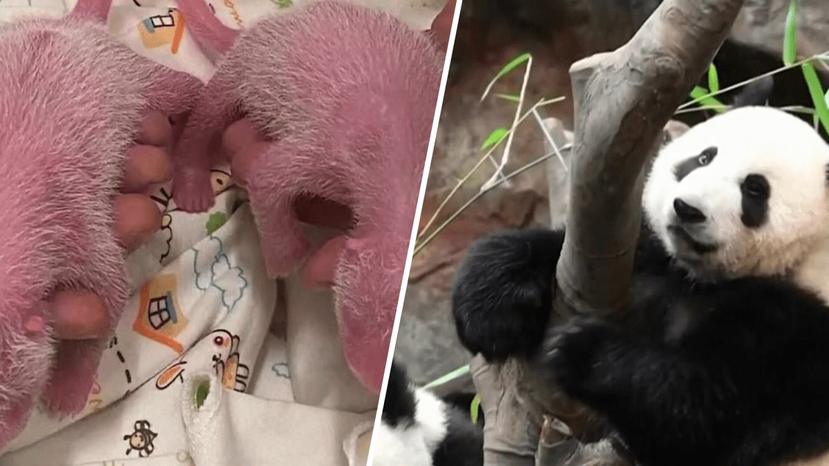 Mamá panda tiene a gemelos – Telemundo 52