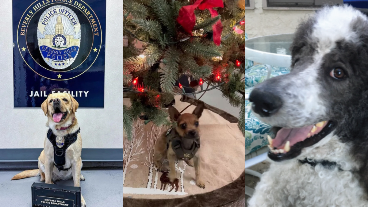 Cómo votar en el First Responder Paws Therapy Dog Awards – Telemundo 52