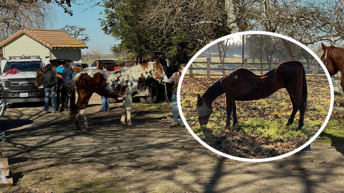 Hallan 27 caballos muertos en California – Telemundo 52