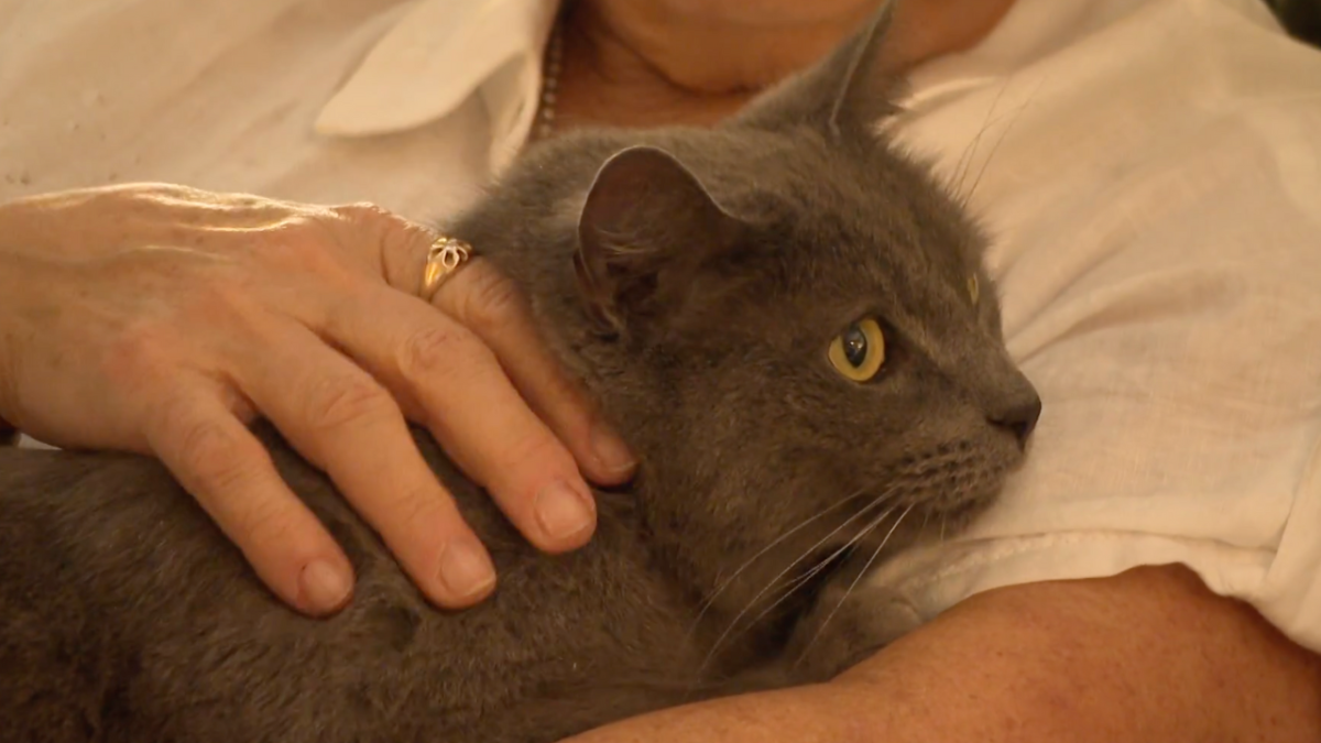 Logra reunirse con su gata un mes después del incendio Eaton – Telemundo 52