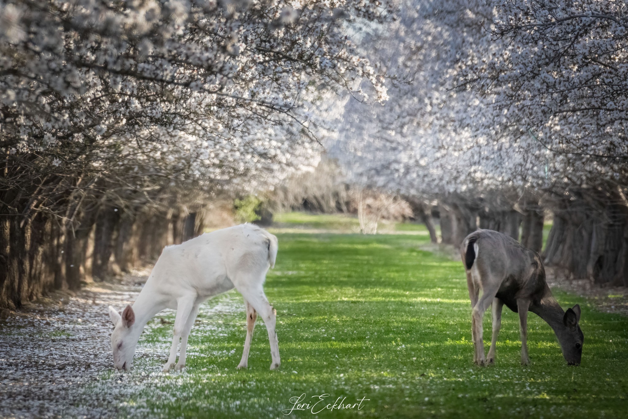 Norte de California: venado albino pasea entre almendros – Telemundo 52