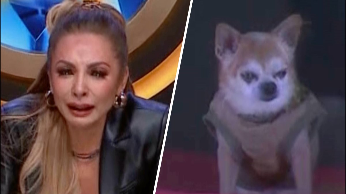 Paty se reencuentra con su perrito Bruno en La Casa de los Famosos ...