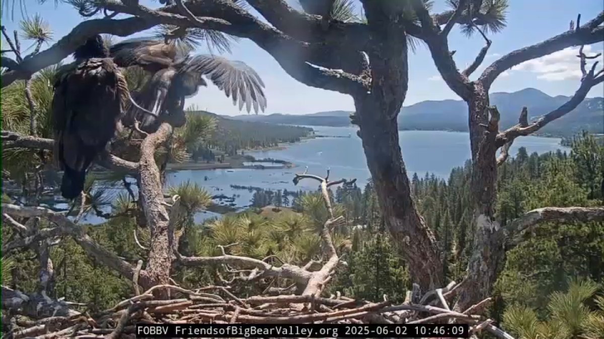 Sunny alza el vuelo en el nido de águilas de Big Bear – Telemundo 52
