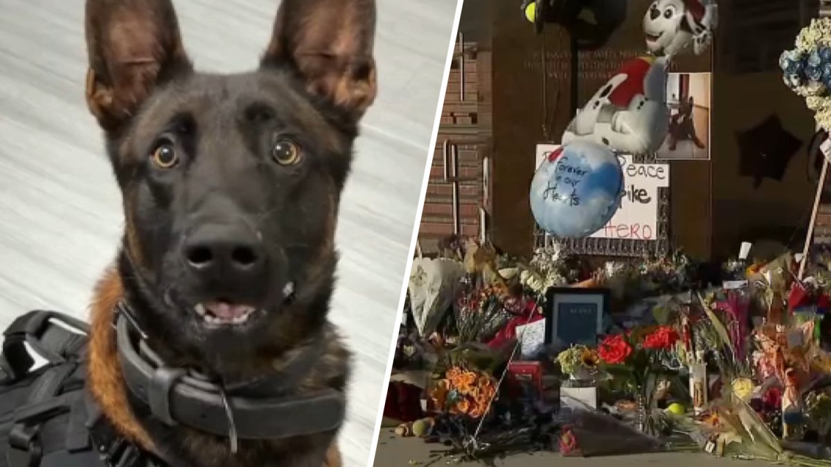 Homenaje a Spike, el perro policía fallecido en operativo – Telemundo 52