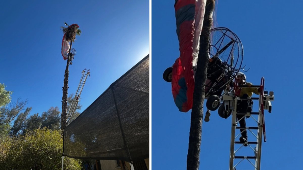 Rescatan a parapentista atrapado en una palmera en Perris – Telemundo 52