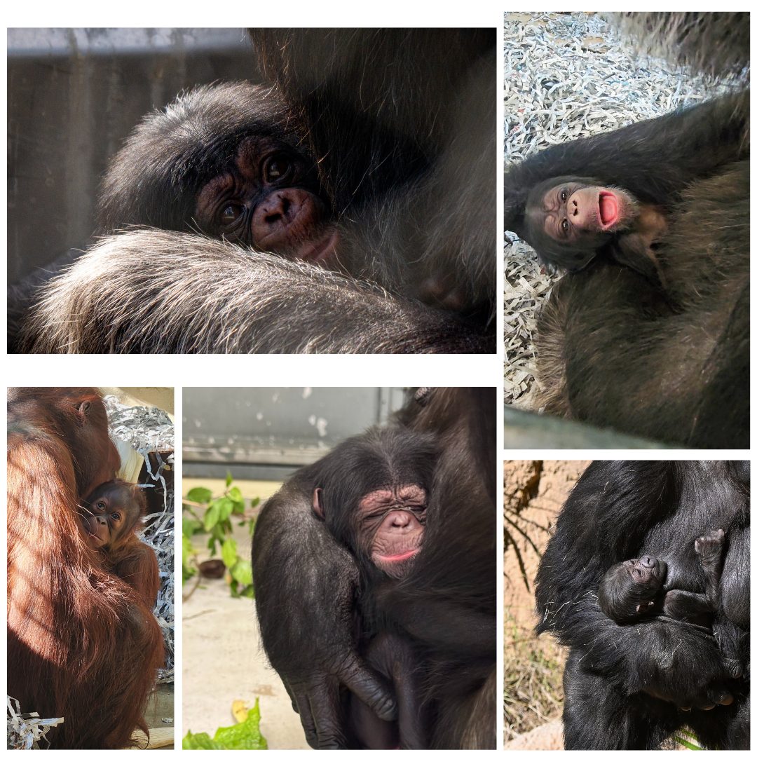 Crece la familia de simios en el Zoológico de Los Ángeles – Telemundo 52