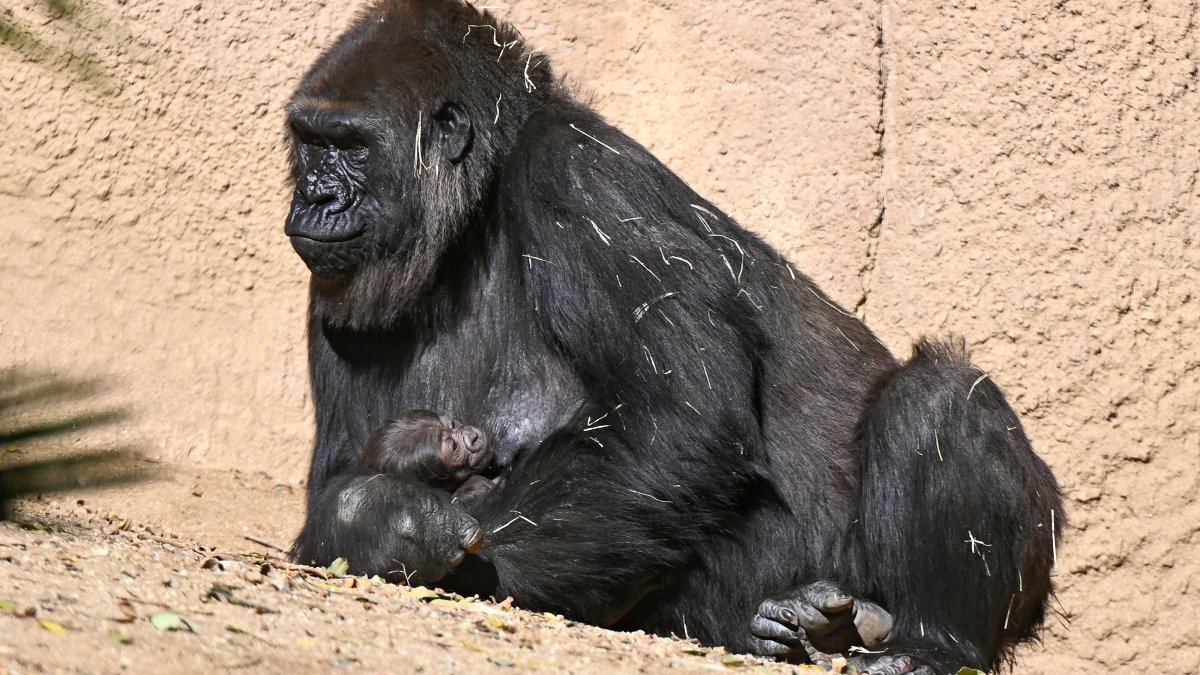Crece la familia de simios en el Zoológico de Los Ángeles – Telemundo 52