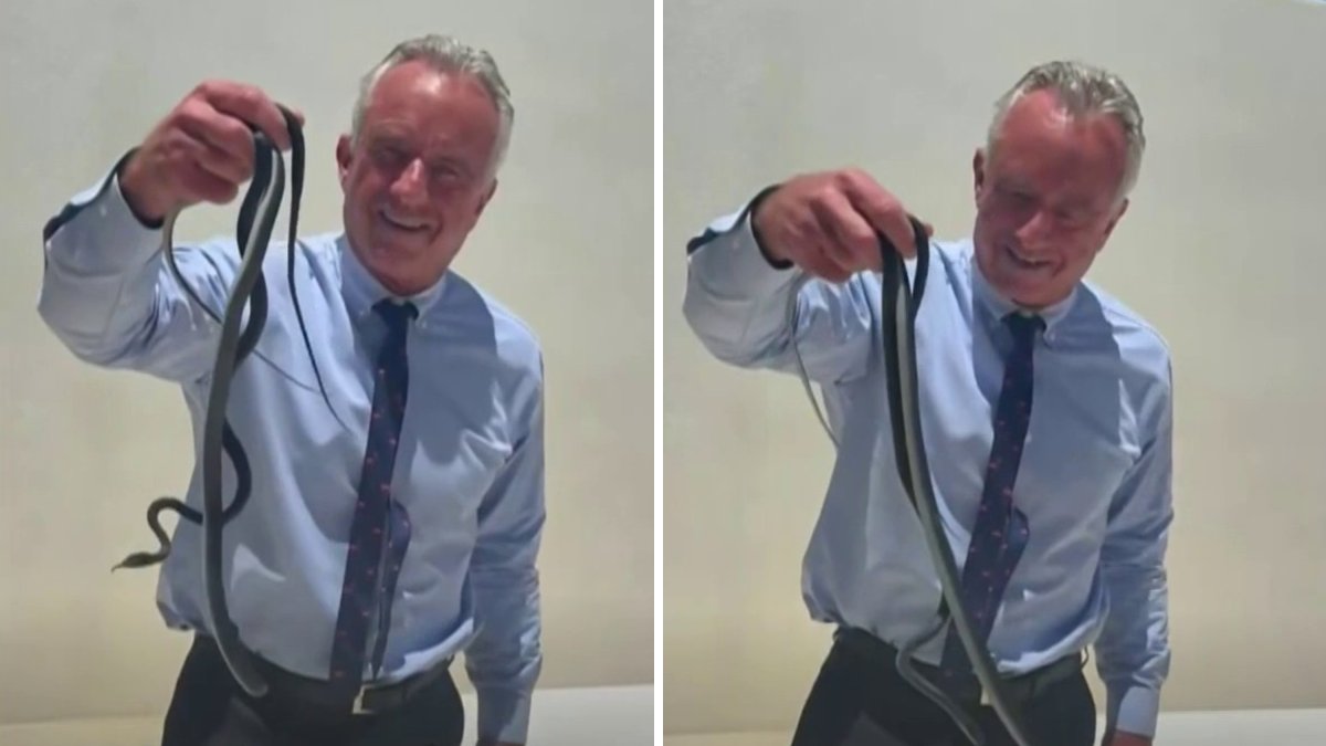 Video: Robert Kennedy Jr. agarra dos serpientes con sus manos ...
