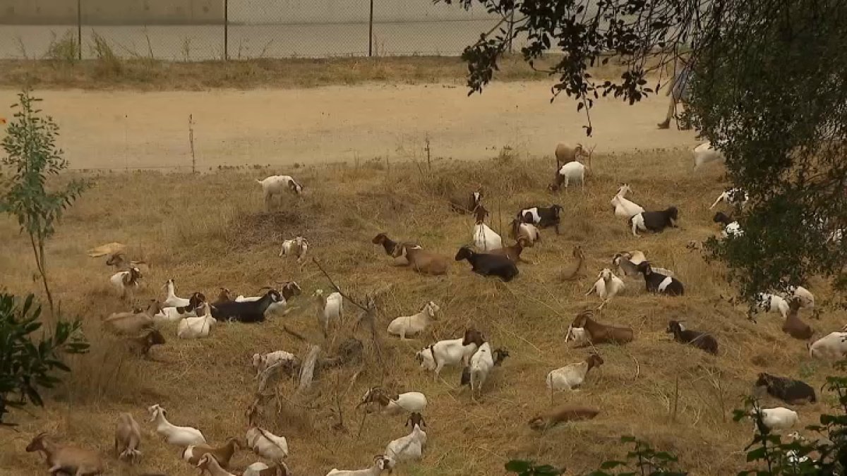 Fire Reducing Goats Large Appetite Helps Clear Pasadena Brush Nbc